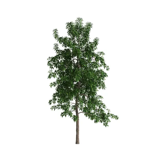 Australian ti tree Stock Photos, Royalty Free Australian ti tree Images ...