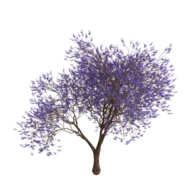 Illustration Jacaranda Tree Isolated White Background — Stock Photo ...