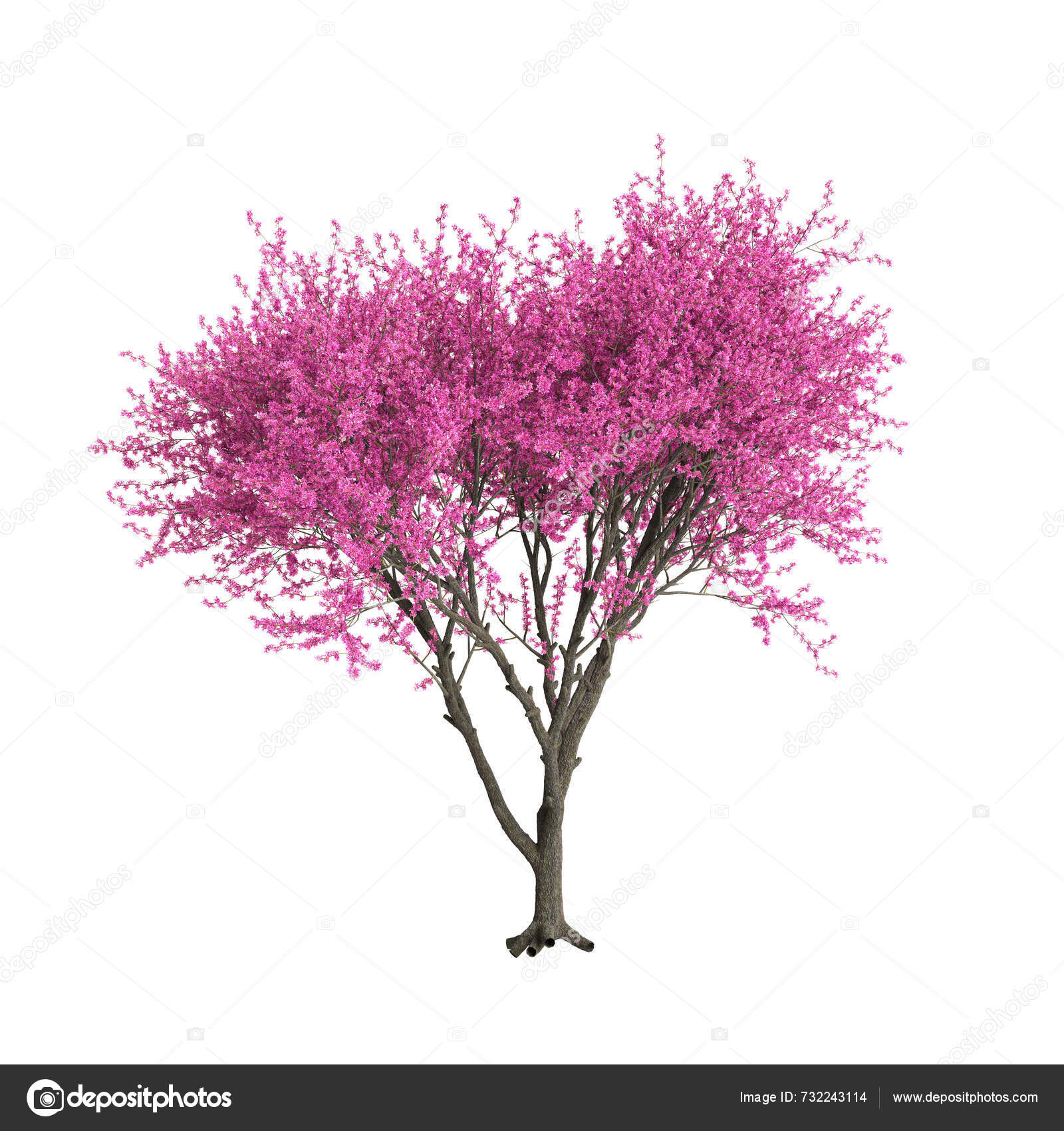 Illustration Cercis Siliquastrum Tree Isolated White Background — Stock ...