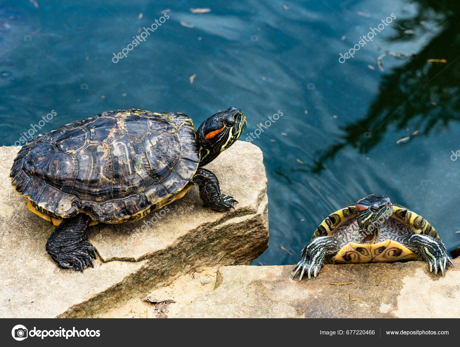 Turtles Pond Amphibious Animals Shell Water Fun Animal Image — Stock ...