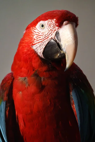 Portrait Scarlet Macaw Stock Photo by ©svoboda.photos 642976000 Portrait Scarlet Macaw Stock Photo by ©svoboda.photos 642976000