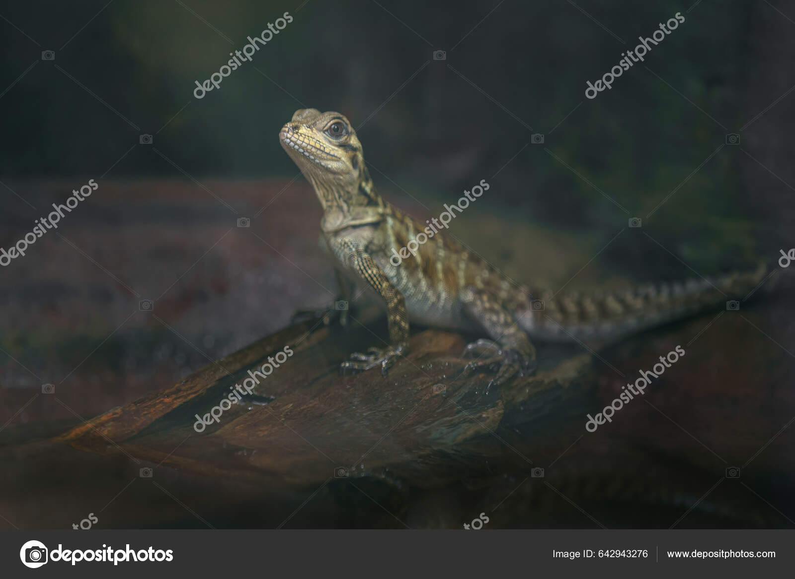 Philippine Sailfin Lizard Zoo — Stock Photo © svoboda.photos #642943276
