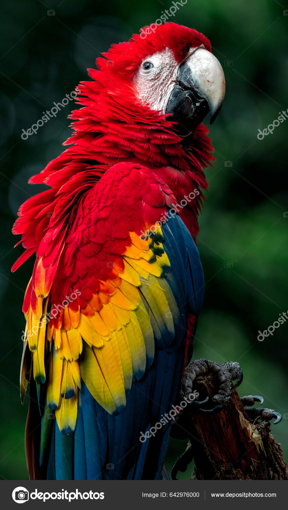 Portrait Scarlet Macaw Stock Photo by ©svoboda.photos 642976000 Portrait Scarlet Macaw Stock Photo by ©svoboda.photos 642976000