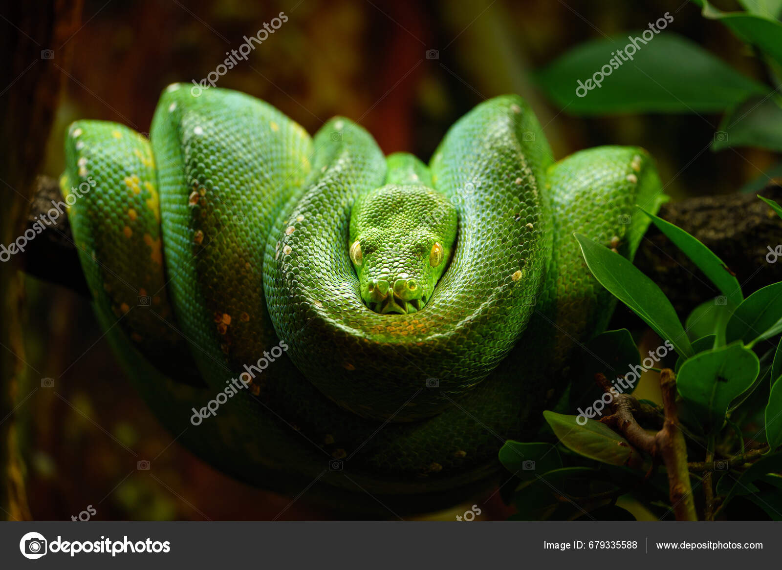Green Tree Python Terrarium — Stock Photo © svoboda.photos #679335588
