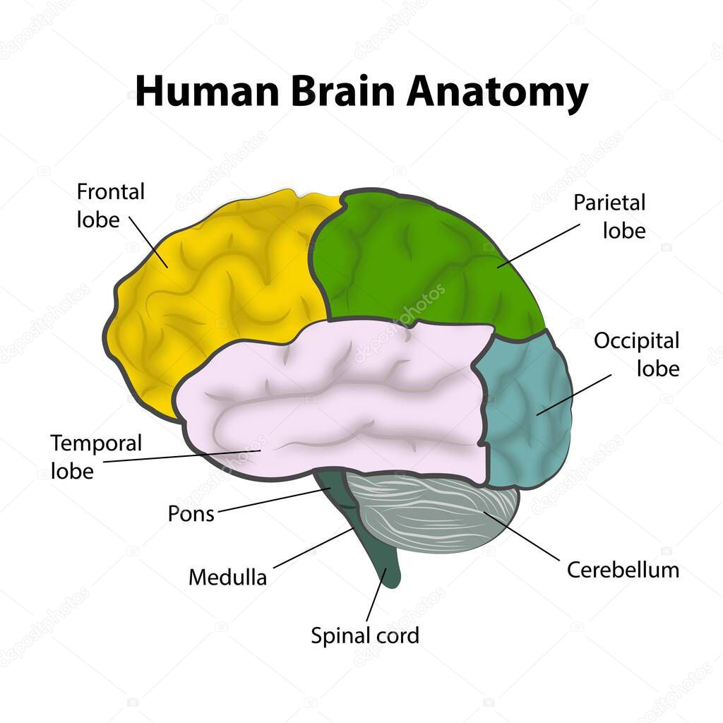 The structure of the human cerebral cortex 2024
