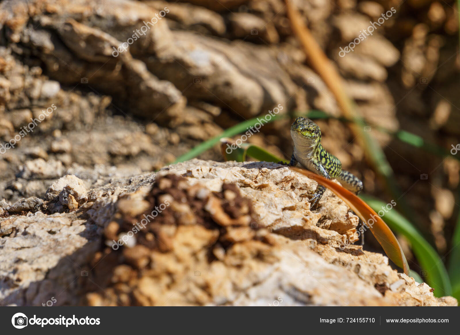 Sicilian Wall Lizard Podarcis Waglerianus Rocky Terrain — Stock Photo ...