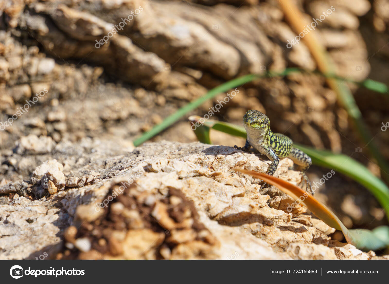 Sicilian Wall Lizard Podarcis Waglerianus Rocky Terrain — Stock Photo ...