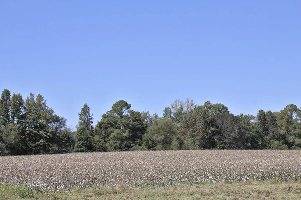 Cotton farm Stock Photos, Royalty Free Cotton farm Images | Depositphotos
