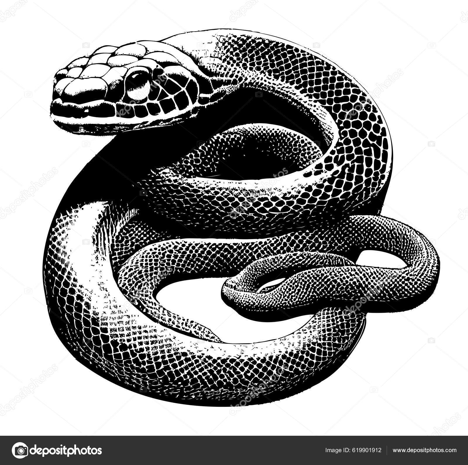 Silhouet Slang Zwart Wit Schets Een Witte Achtergrond Vector ...