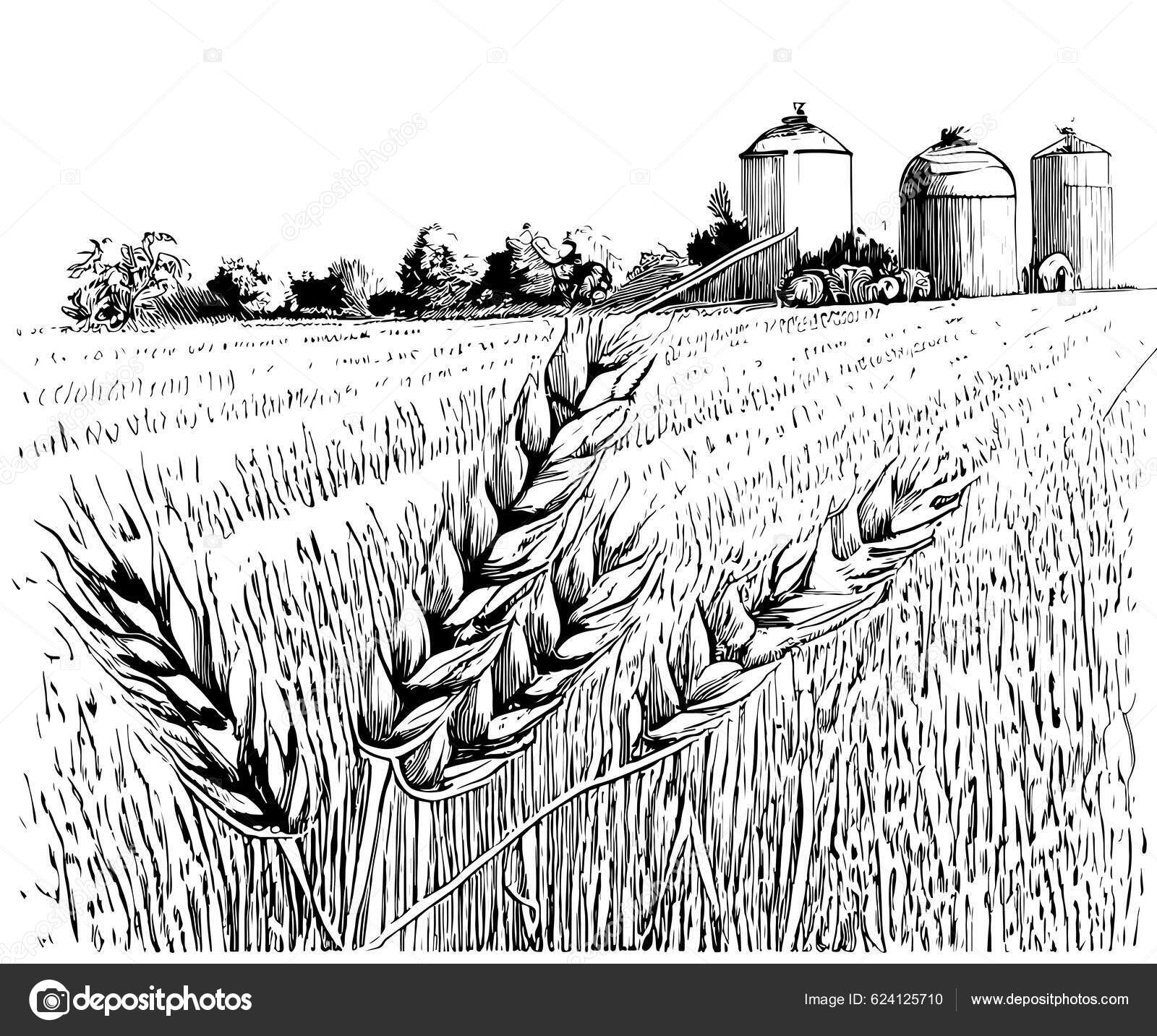 Wheat Field Drawing Sunset At Wheat Field, 1888 By Vincent Van Gogh