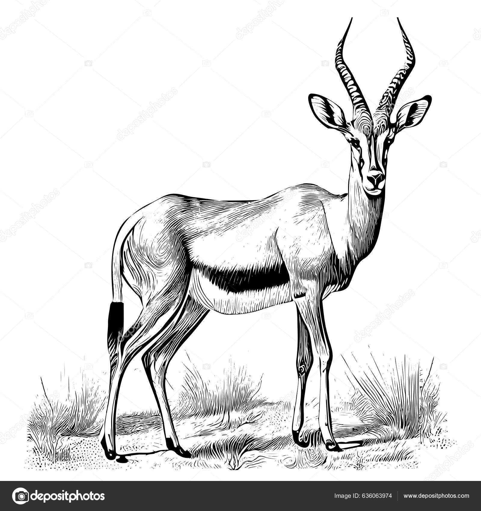 Antelope Drawing