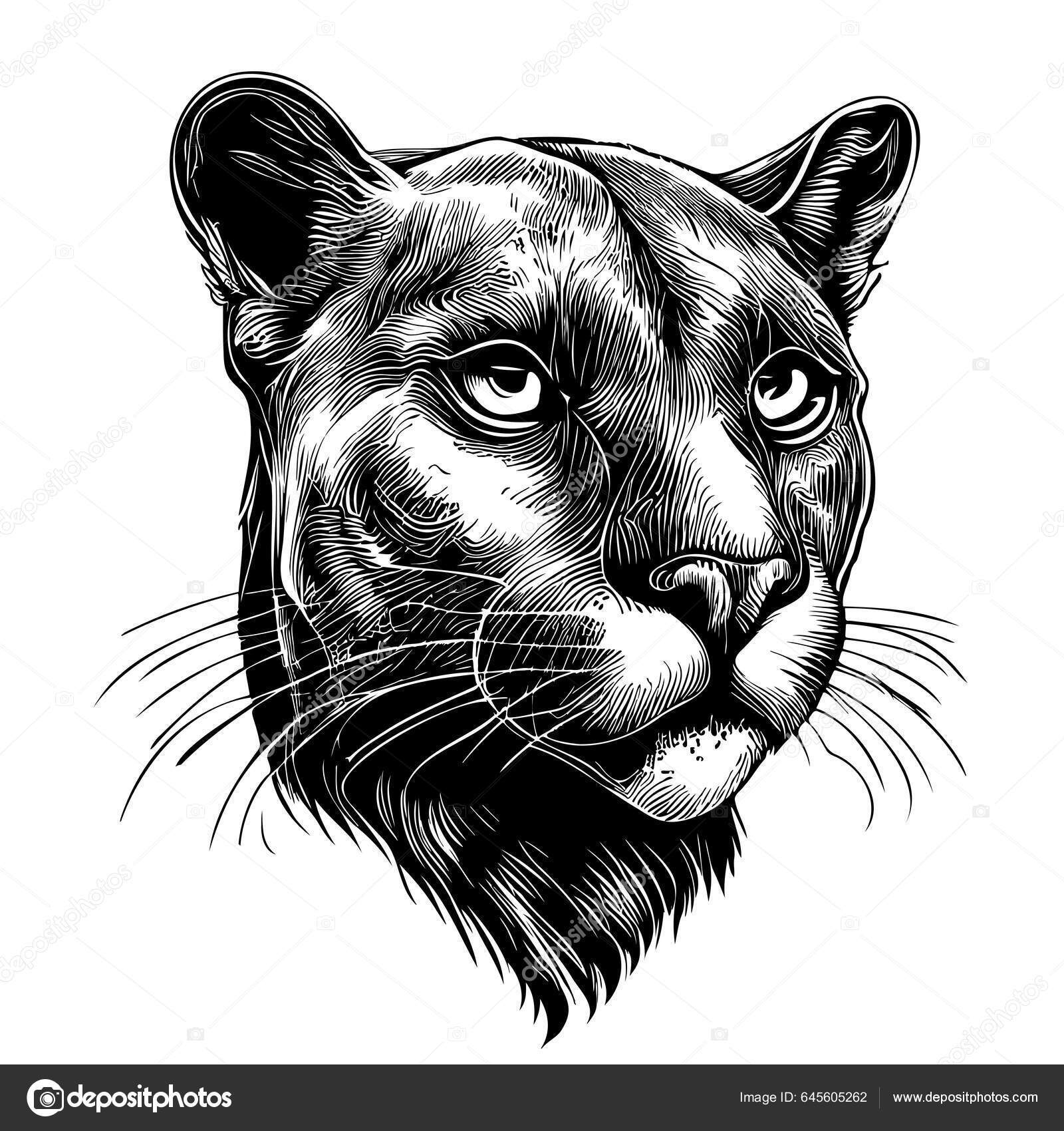 Panther Face Drawing