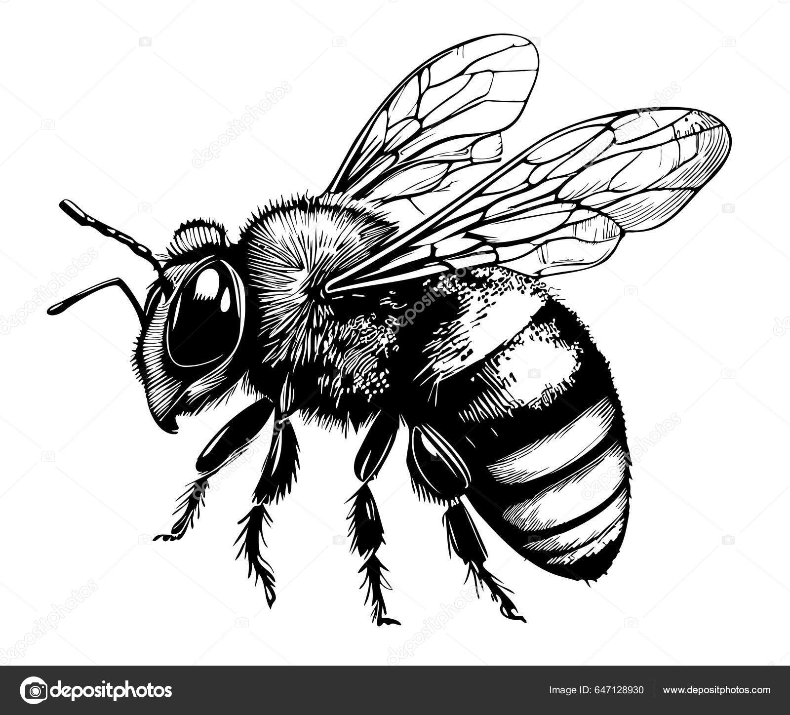 Abeja Dibujado Mano Insectos Vector Ilustración Miel Vector de stock ...