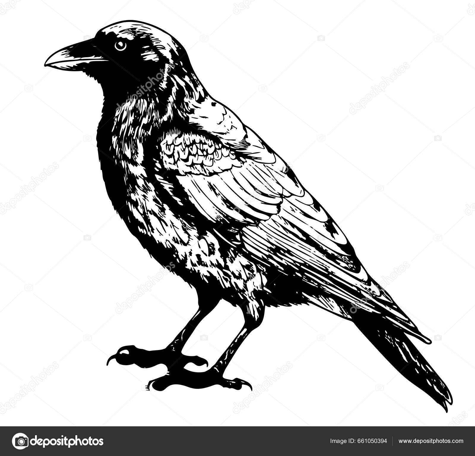 Black Raven Sketch Hand Drawn Doodle Style Vector Illustration Stock ...