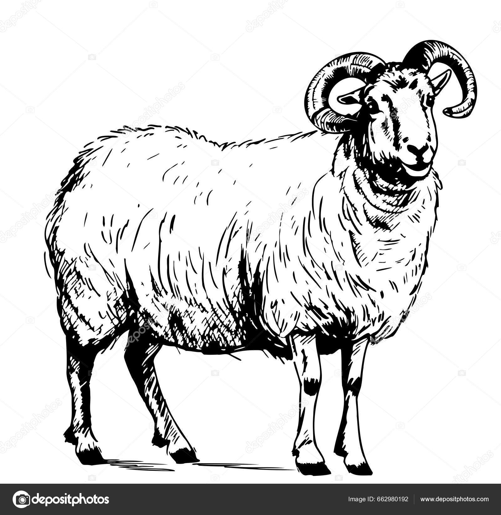 Oaie Berbec Schiță Reproducere Mână Desenată Stil Doodle Ilustrare ...