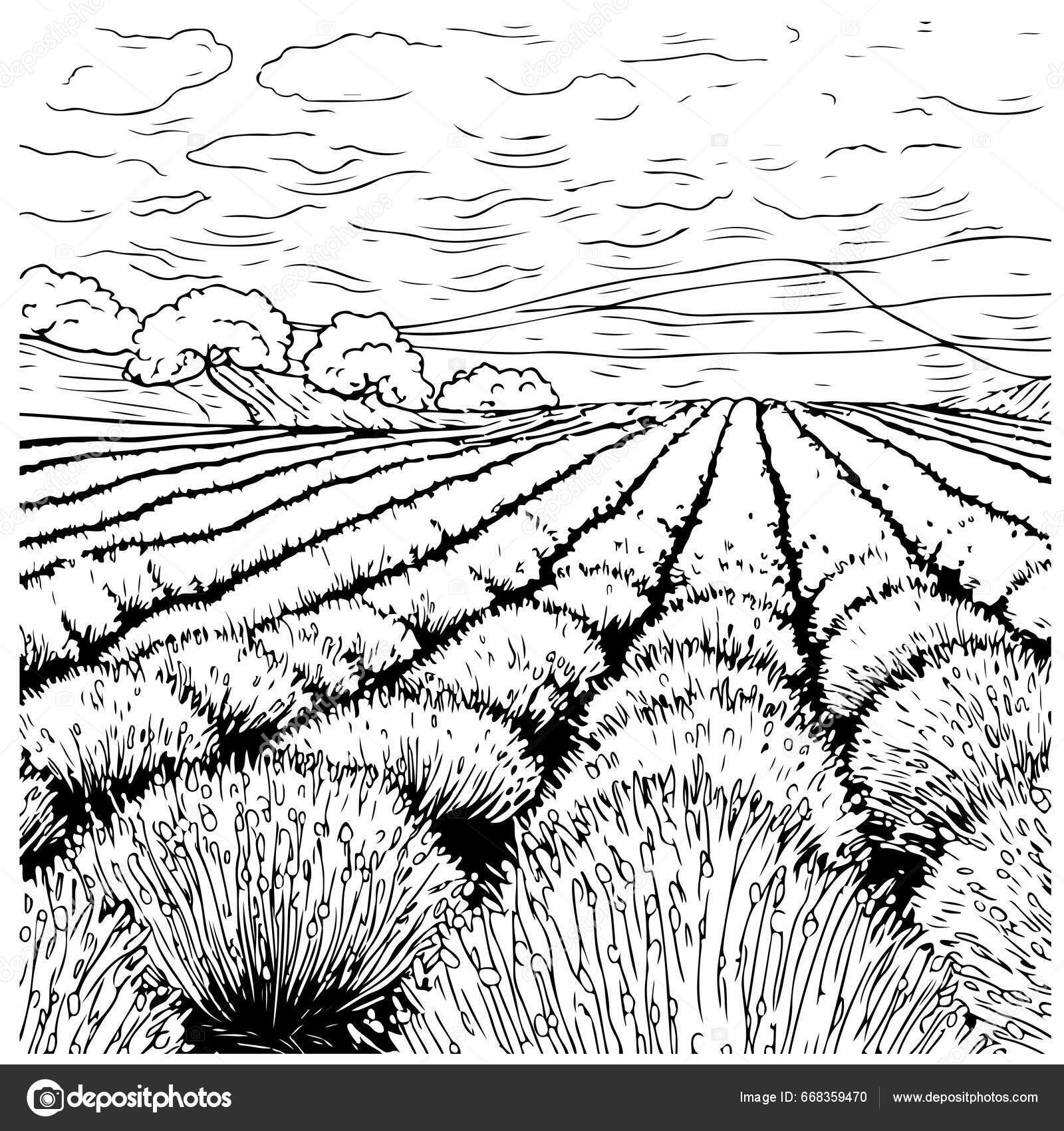 Lavender Field Flower Hand Drawn Sketch Vector Stock Vector by ©BigJoy ...