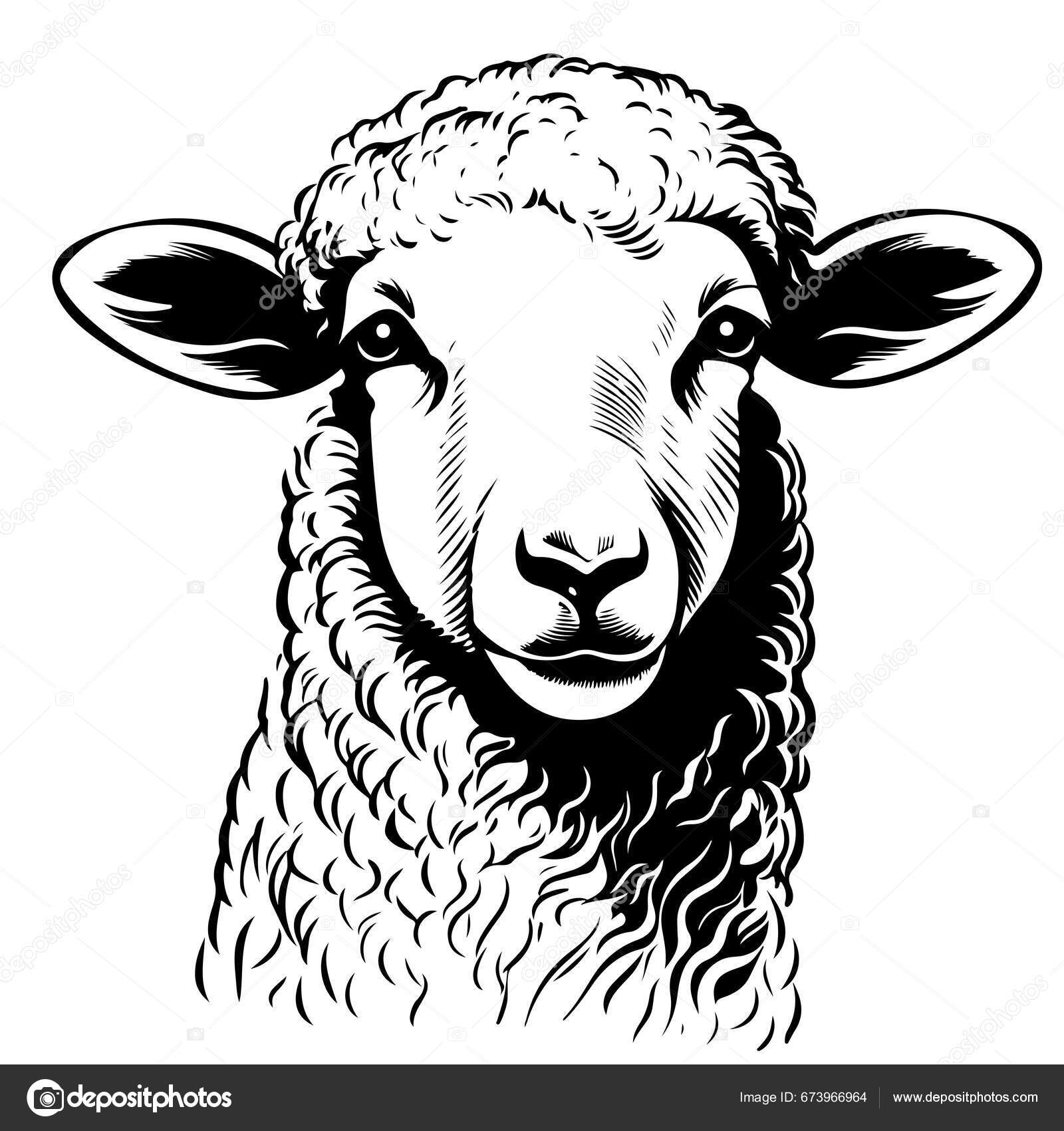 Granja Cara Cordero Dibujado Mano Vector Vector de stock #673966964 de ...