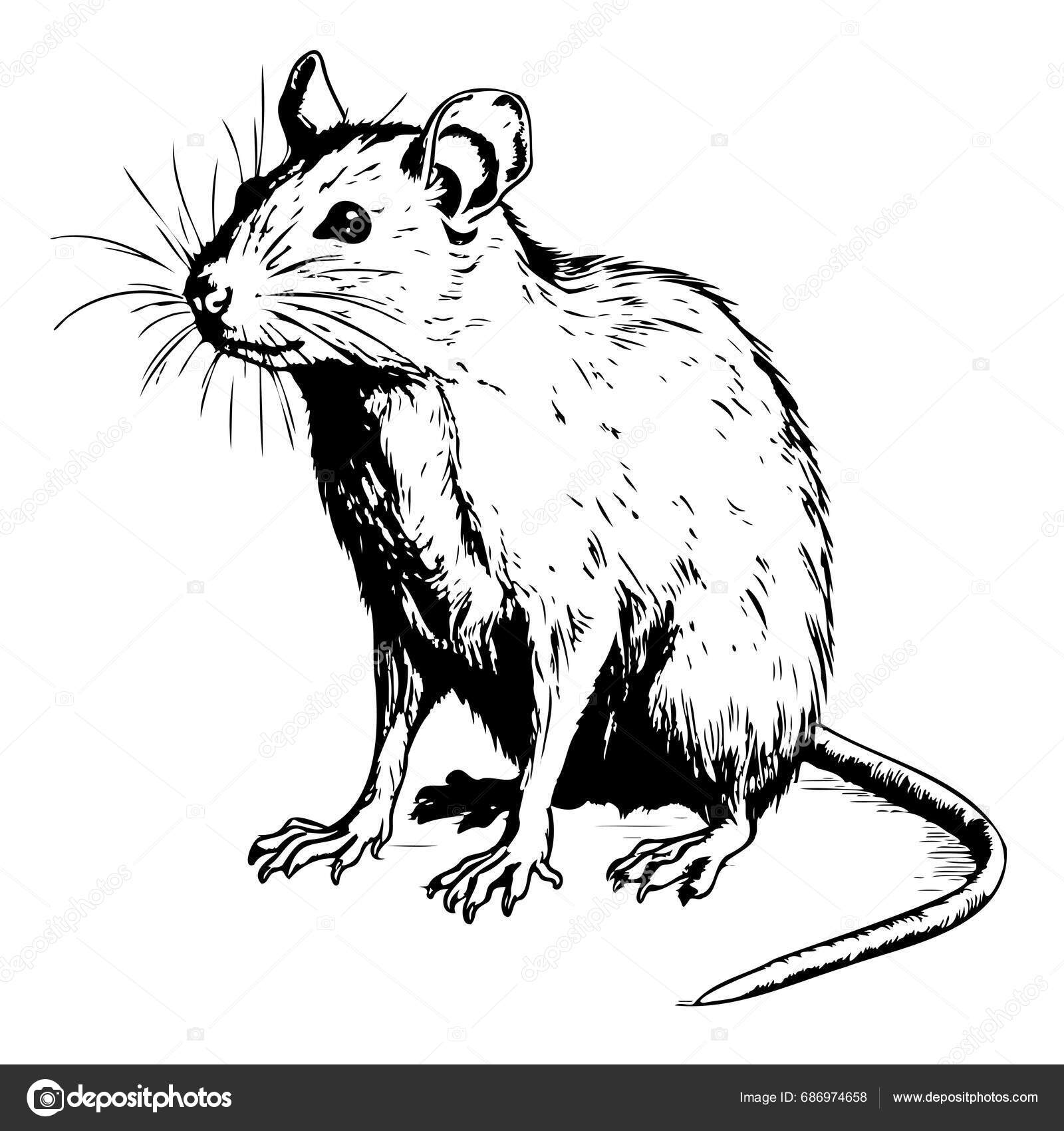 Sød Rotte Sidder Håndtegnet Skitse Vektor Illustration Vilde Dyr ...