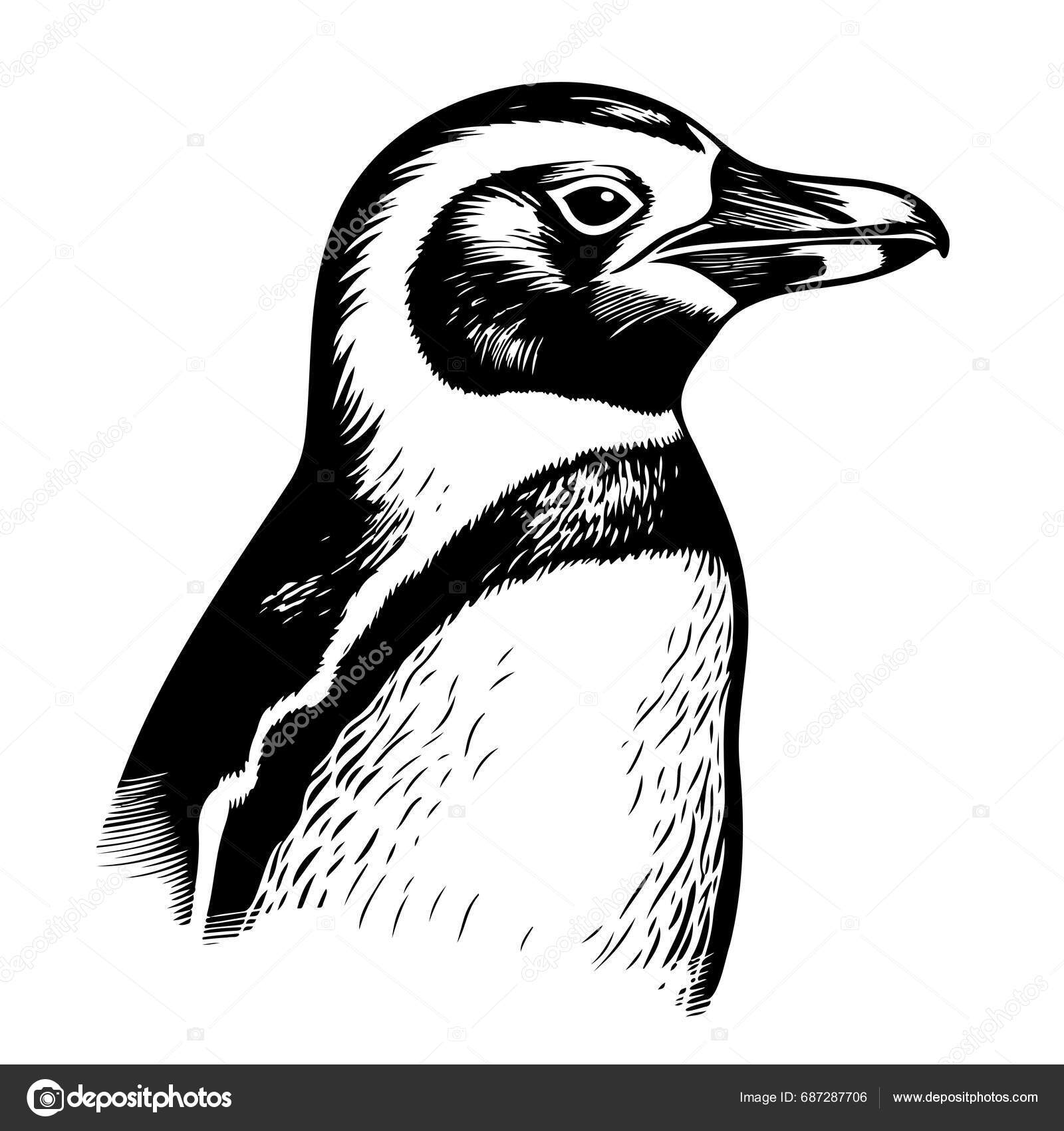 Penguin Portrait Head Sketch Hand Drawn Sketch Engraving Style Vector ...