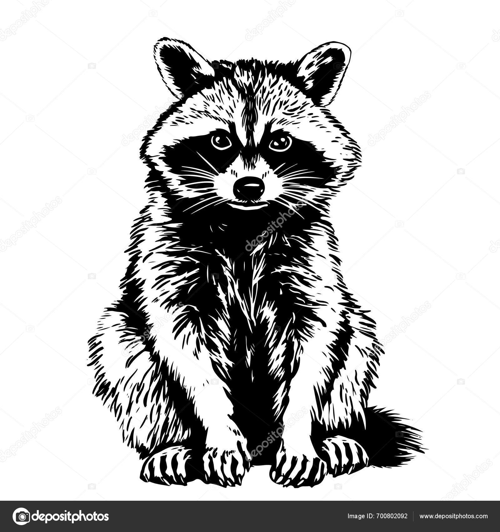 Tangan Yang Lucu Menggambar Sketsa Rakun Ilustrasi Monokrom Vektor ...