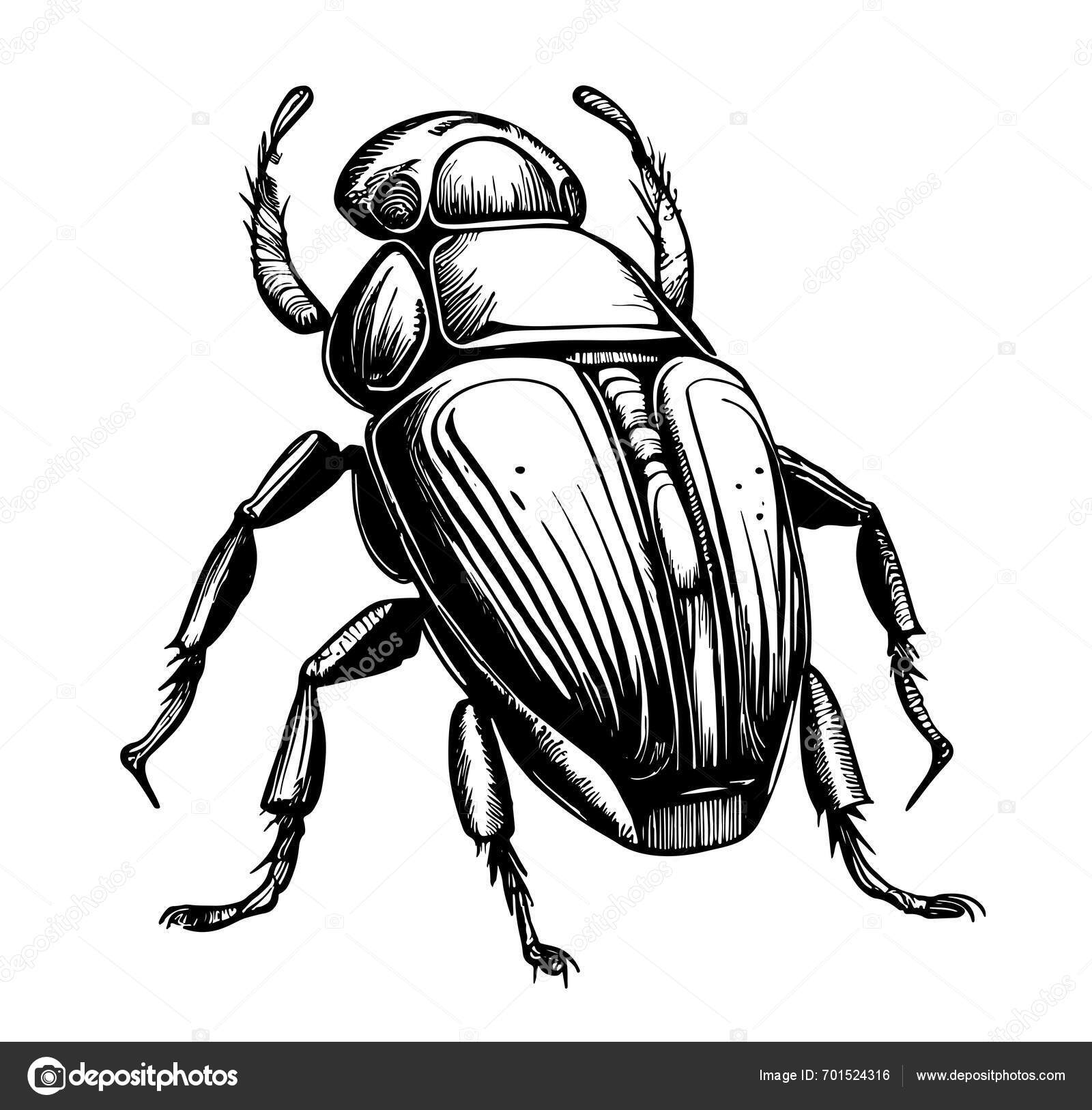Scarab Classic Drawn Ink Illustration Isolated White Background Stock ...