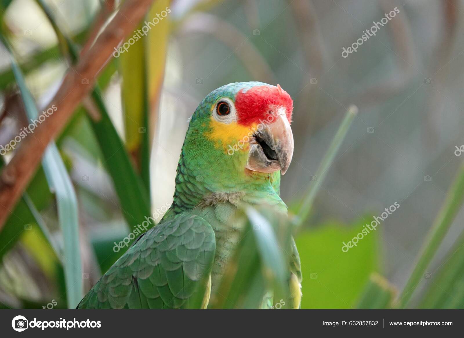 Red Lored Amazon Parrot