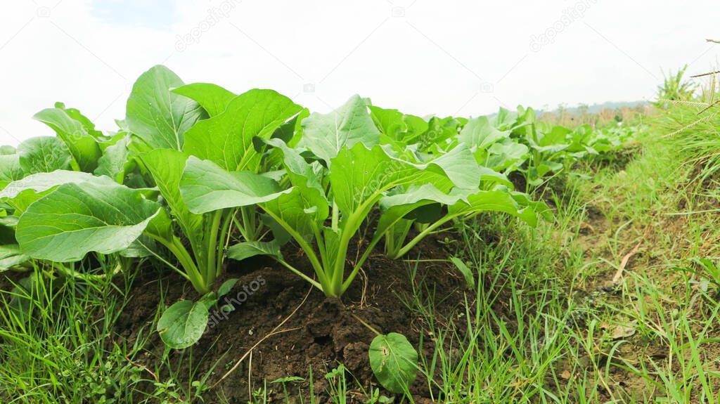 Caisim o Choy suman plantas que crecen en una granja. La Choy sum o col ...