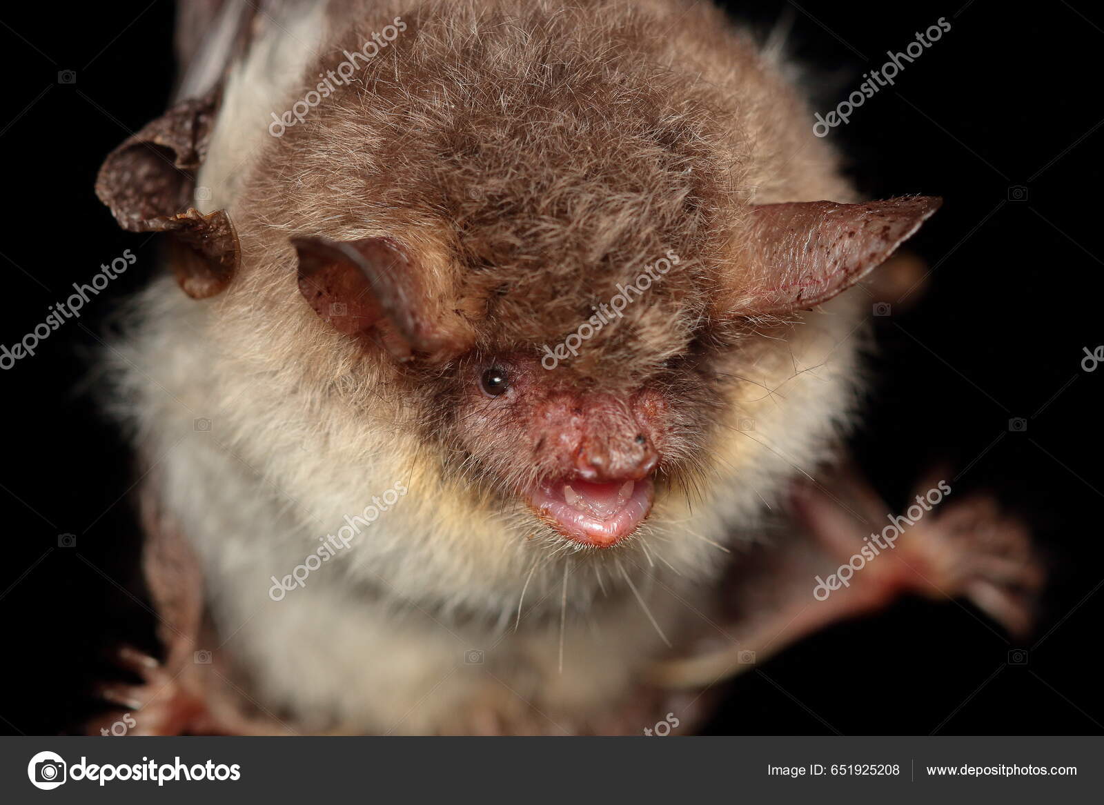Portrait Natterer's Bat Myotis Nattereri Natural Habitat — Stock Photo ...