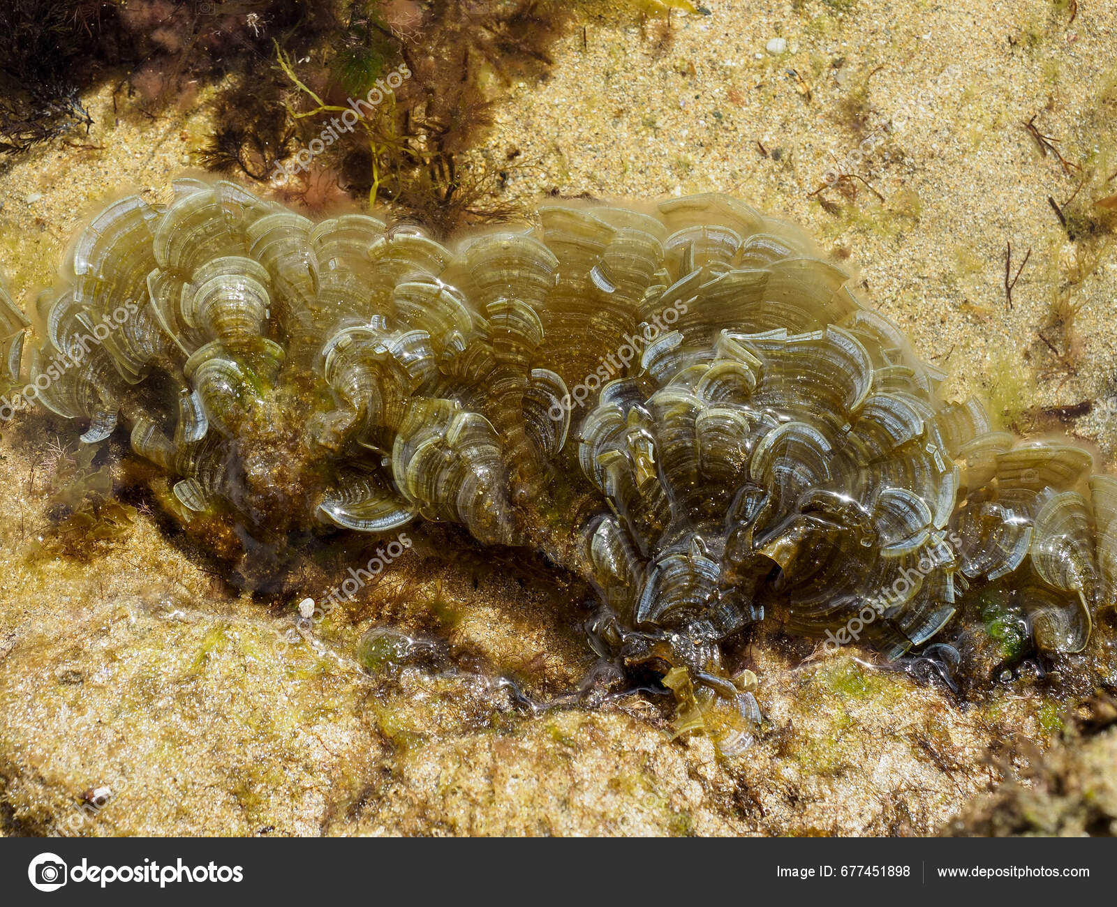 Peacock's Tail Padina Pavonica Seaweed Rock Low Tide — Stock Photo ...
