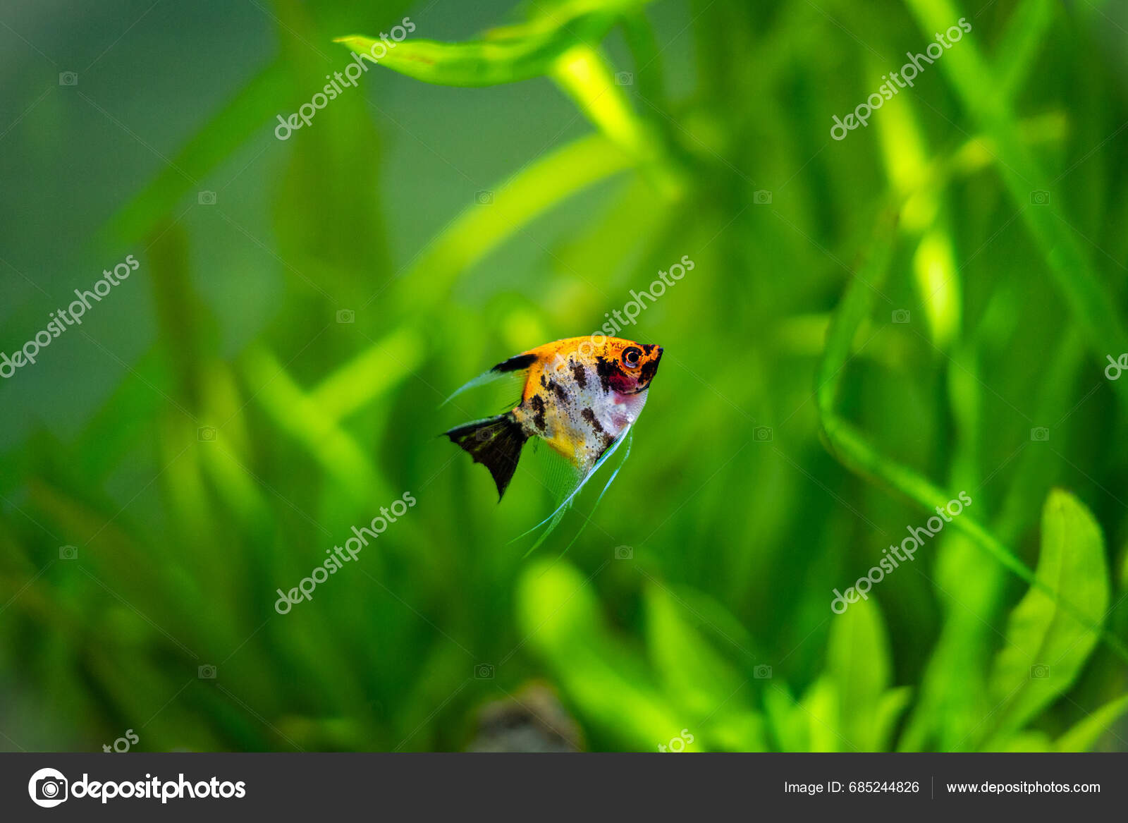 Koi Angelfish Pterophyllum Scalare Isolared Tank Fish Blurred ...