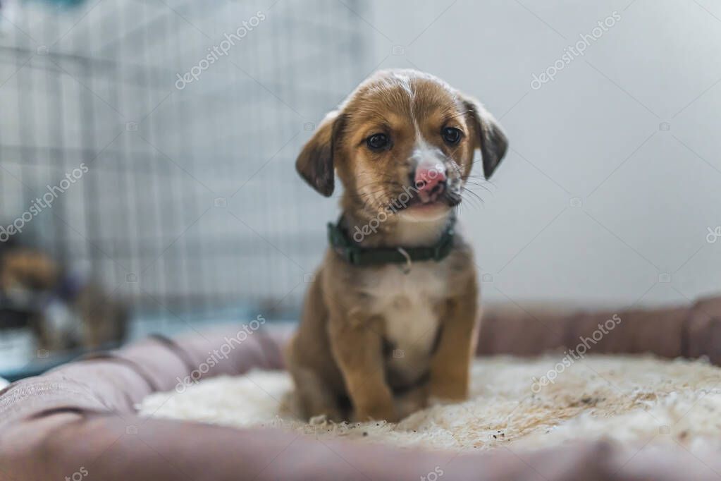 Lindo perro cachorro tímido de raza mixta con la nariz decolorada ...