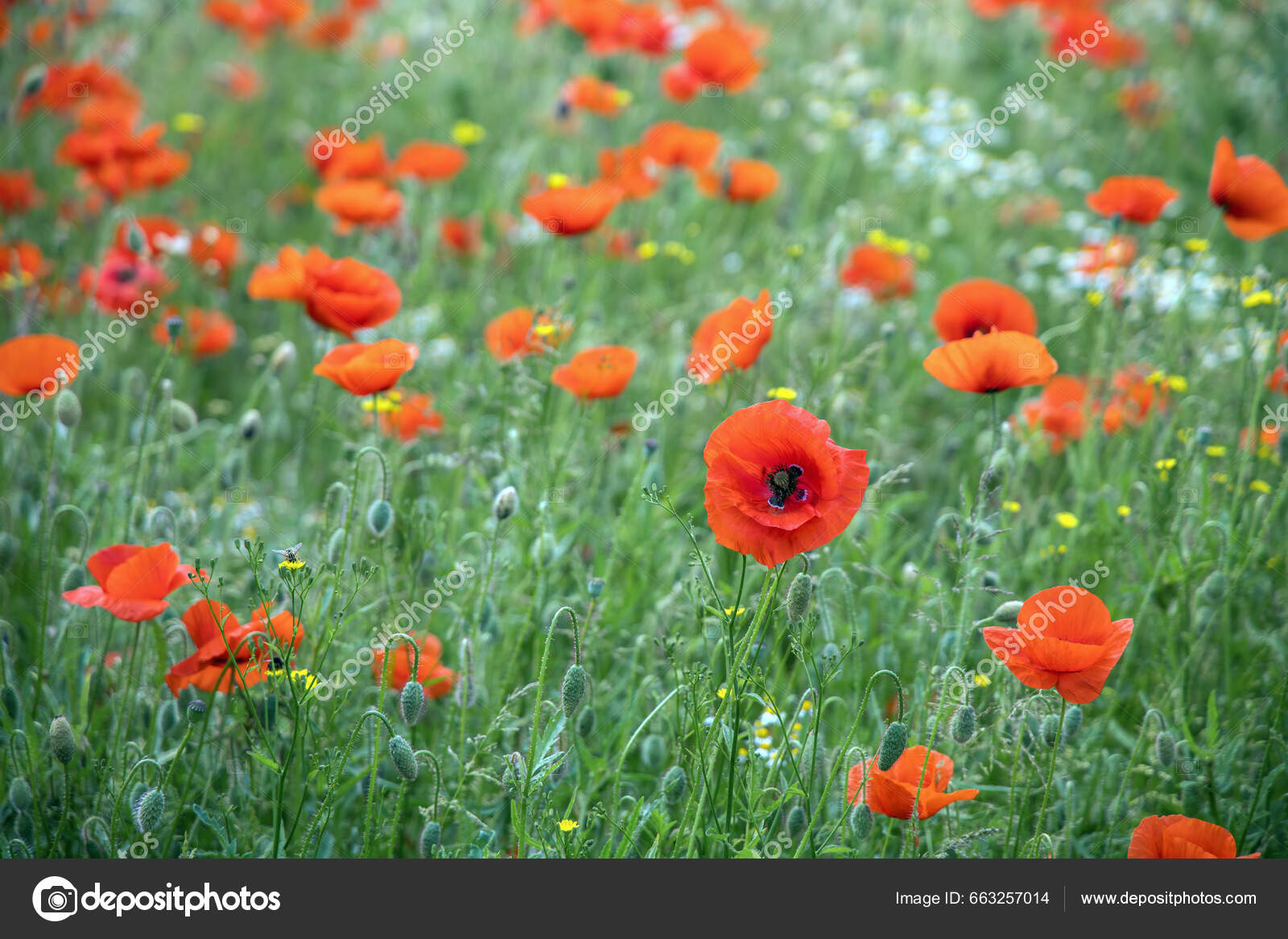 Flower High Quality Photography