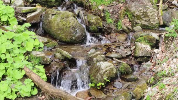 Stream Flows Water Drip Stones Concept Nature Park Forest Environment ...