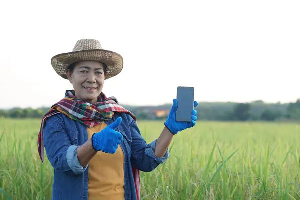 Asian woman farmer is at paddy field, holds blank screen smartphone ...