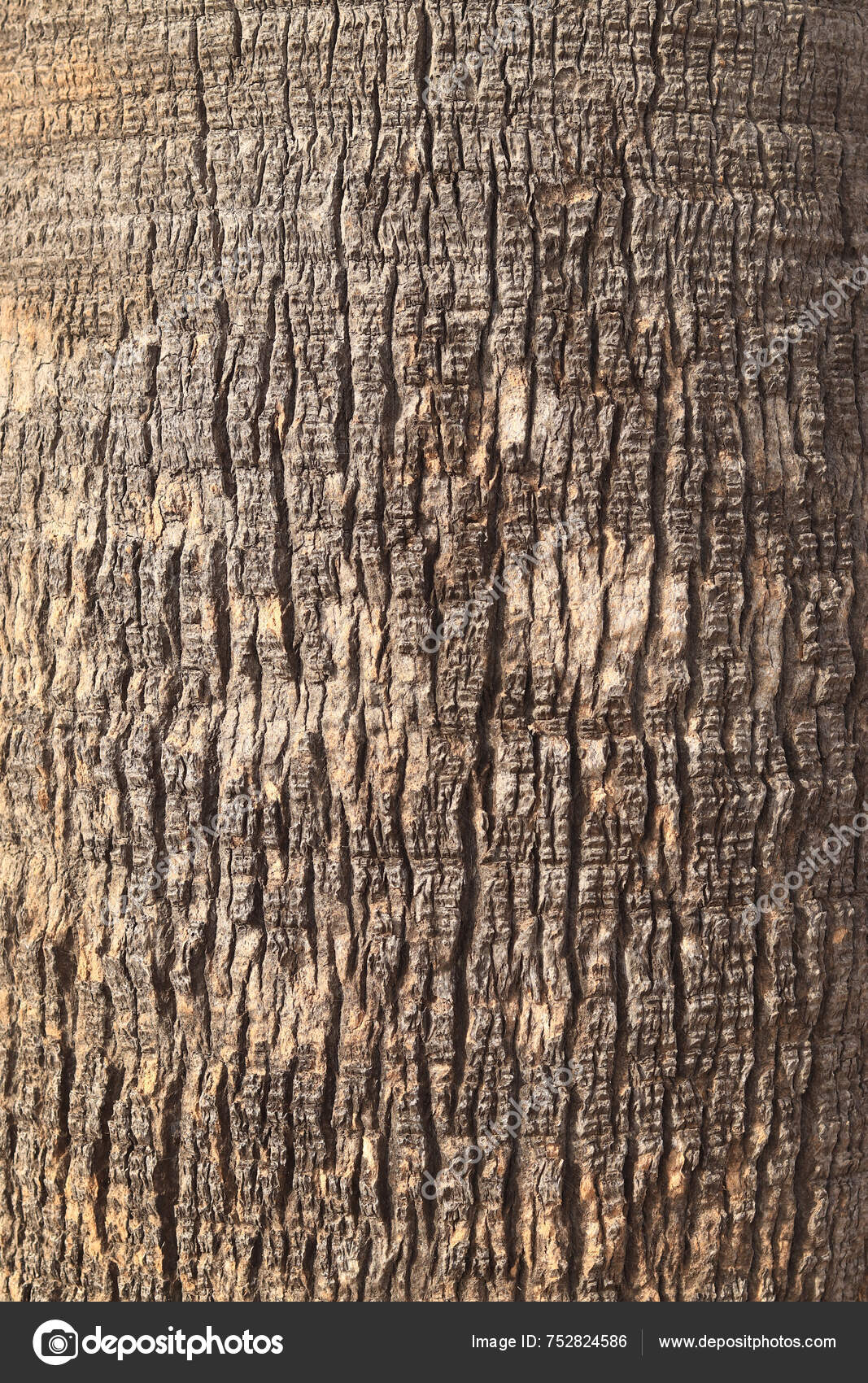 Textura Corteza Tronco Palmera Primer Plano Corteza Palmera Tropical Fecha — Foto de stock ...