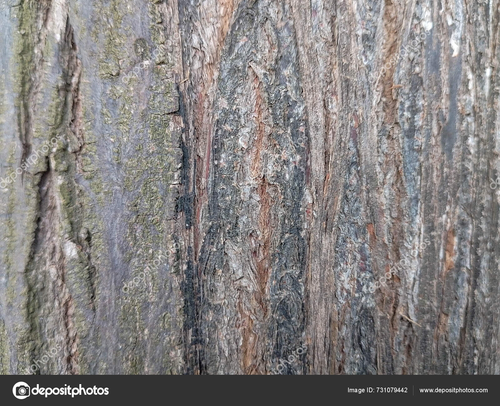 Trunk Tree Texture Rough Wood Texture — Stock Photo © mumar910 #731079442