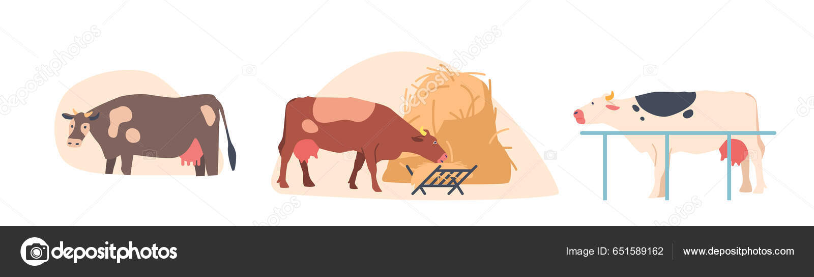 Cows Stand Paddock Munching Hay Enjoy Fresh Air Open Spaces Stock ...