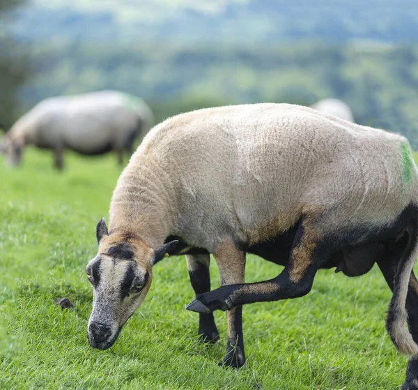 Sheep bot fly oestrus ovis stock photo 2193008037 shutterstock fotos de ...