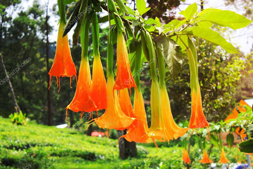 amarillo Brugmansia o terompet bunga, trompeta de ángel o flor de ...