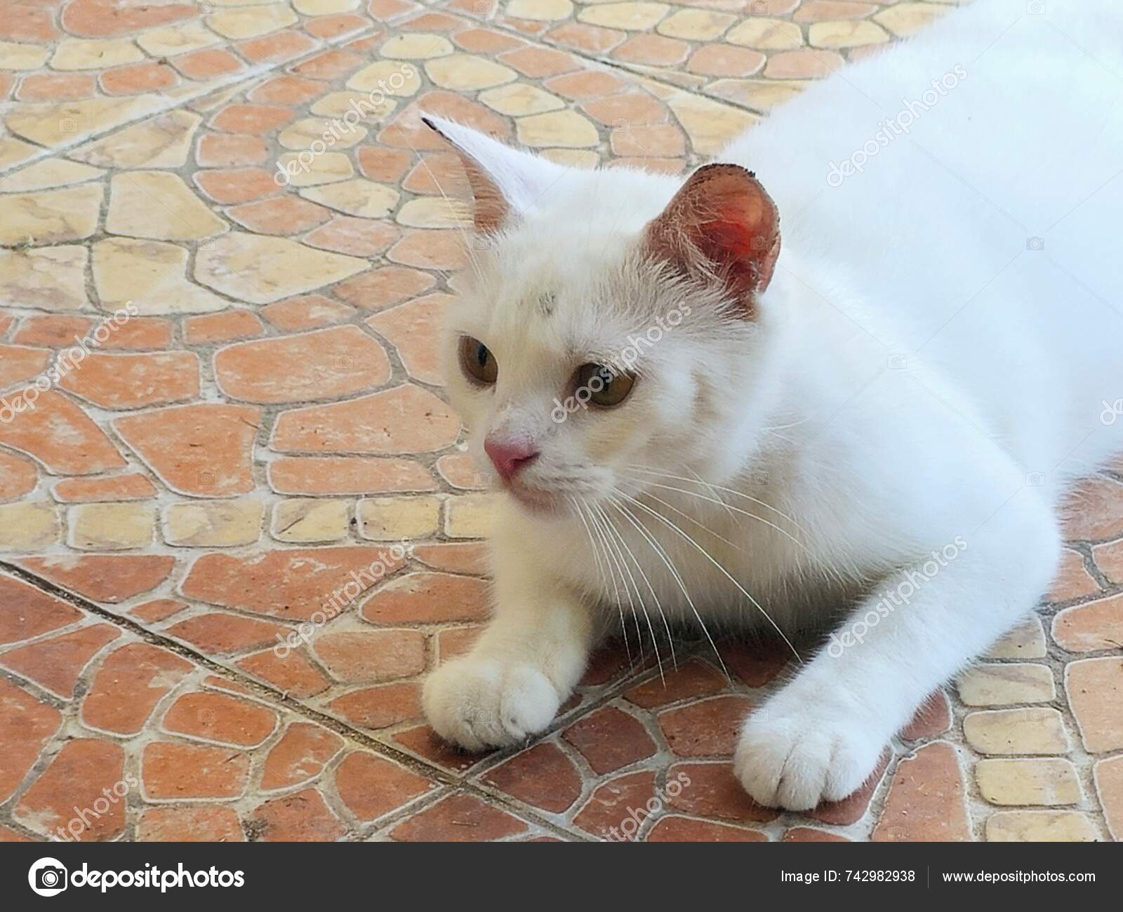 White Feral Stray Cat Unowned Domestic Cat Felis Catus Lives — Stock ...