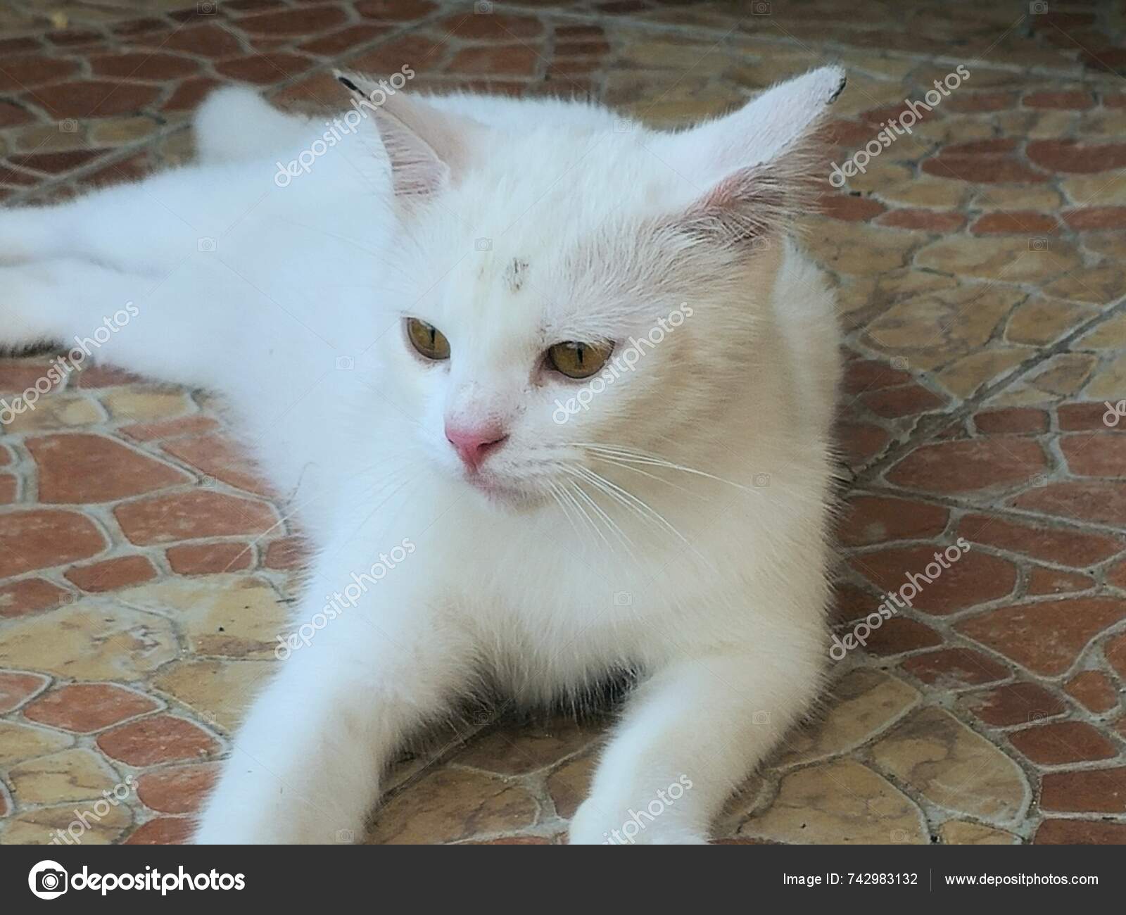 White Feral Stray Cat Unowned Domestic Cat Felis Catus Lives — Stock ...