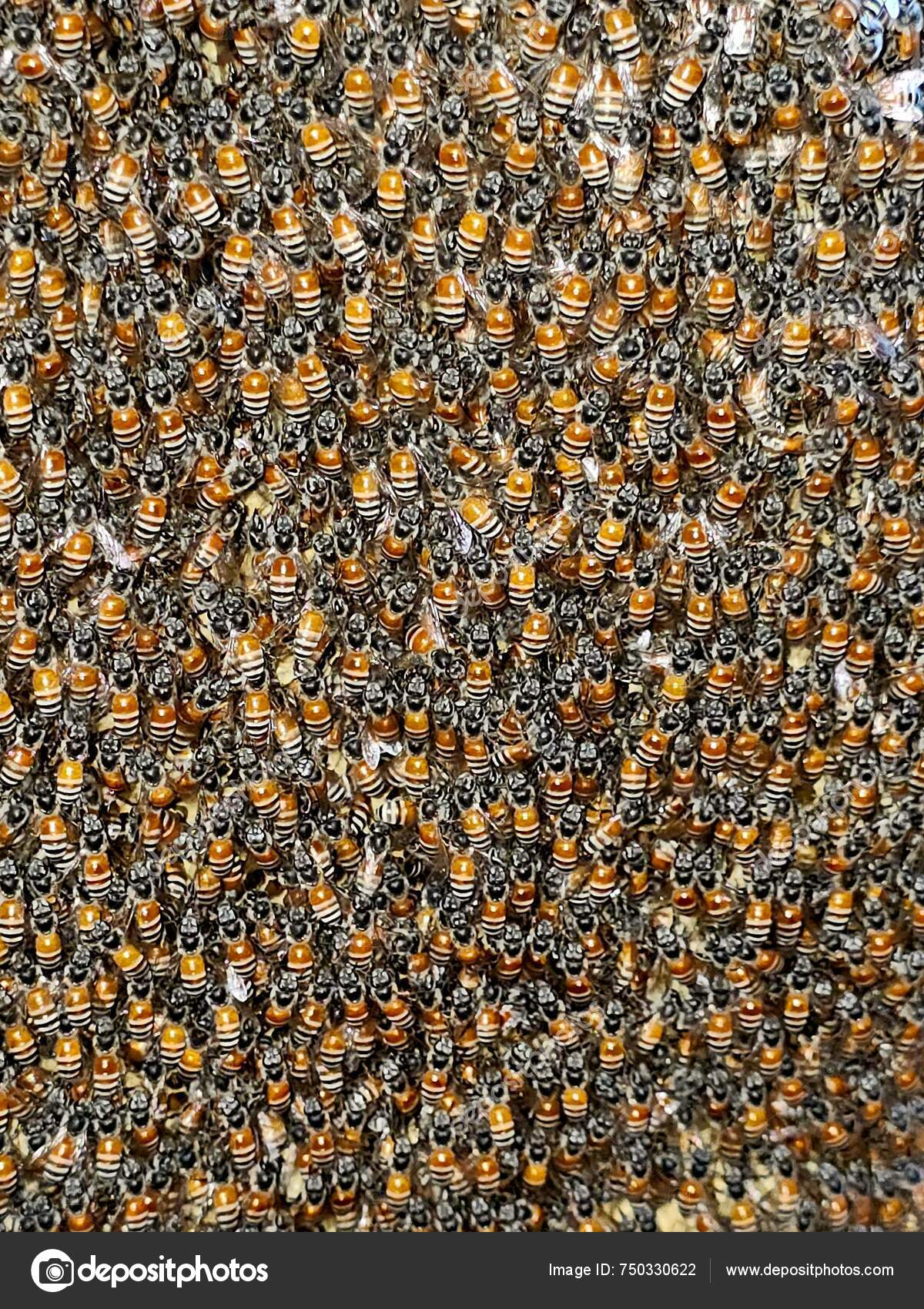 Small Wild Honey Bees Nest Colony Bees Winged Insects Closely — Stock ...