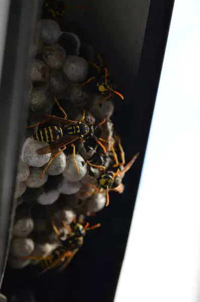 German wasps Stock Photos, Royalty Free German wasps Images | Depositphotos