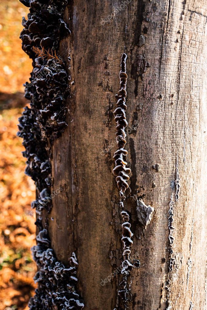 Fungus sponge on a tree stump, root sponge. Forest mushrooms, natural ...