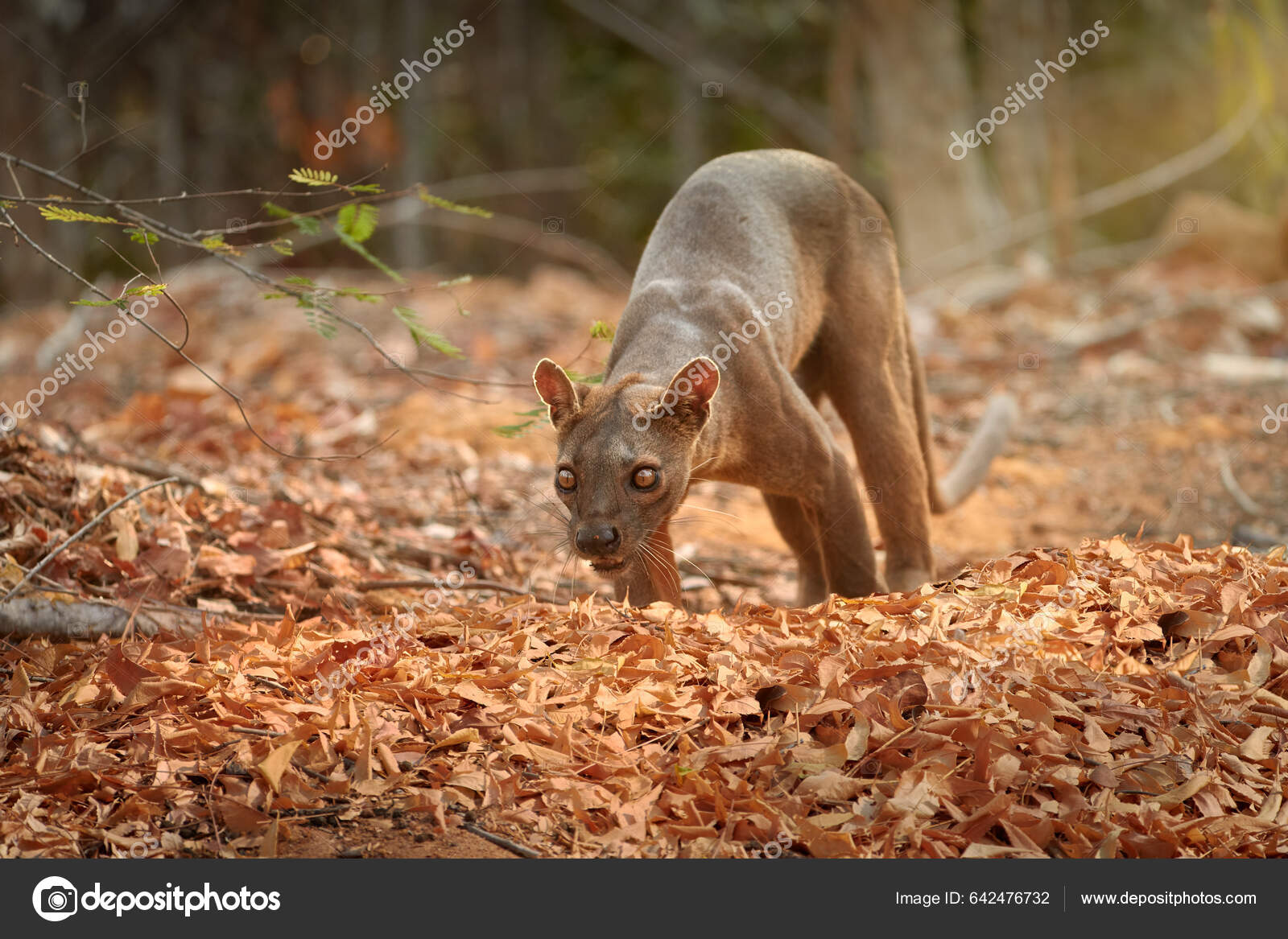 Pet Fossa