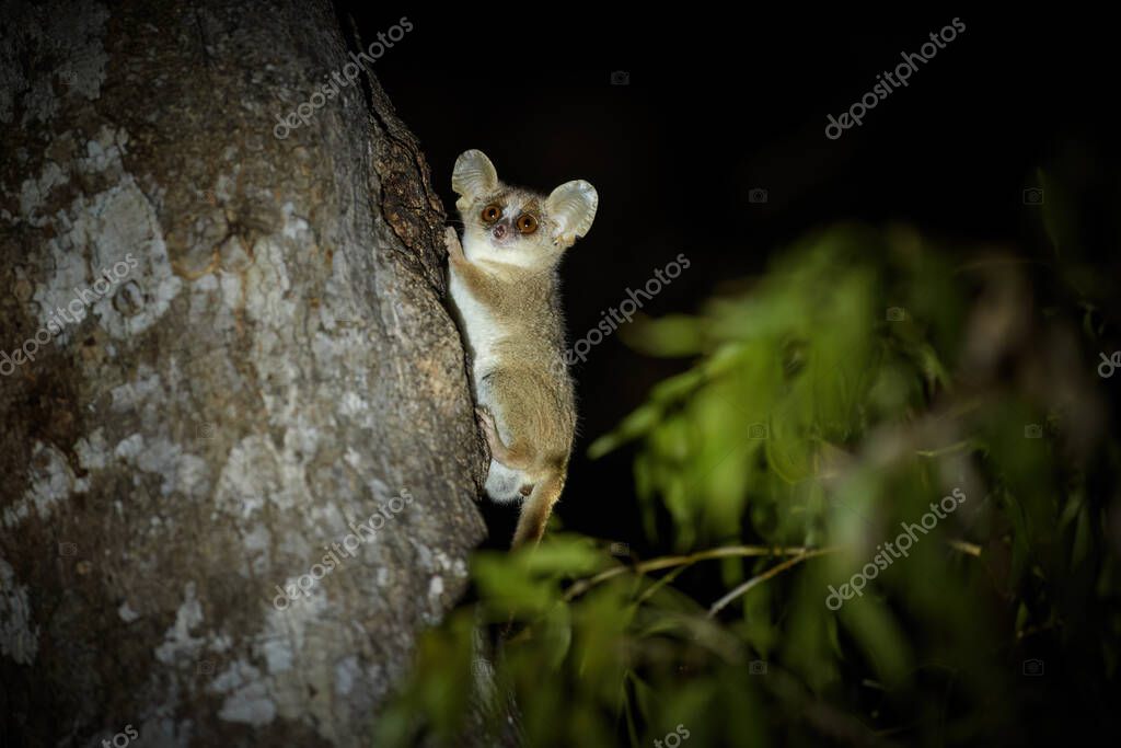 Lémur ratón gris, Microcebus murinus, muy pequeño, lémur nocturno en un ...