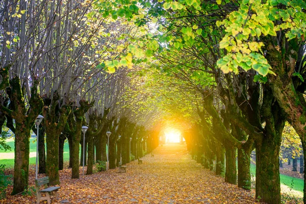 Sunny pathway Stock Photos, Royalty Free Sunny pathway Images ...