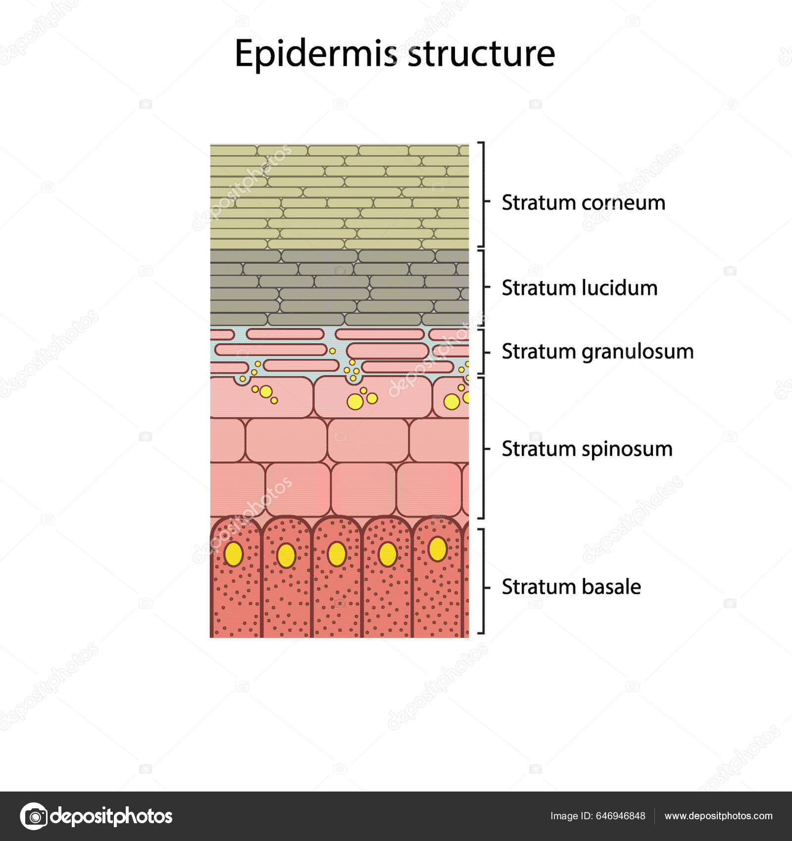 Estructura Histológica Epidermis Capas Piel Ilustración Vectorial Shcemática Que Muestra Vector ...