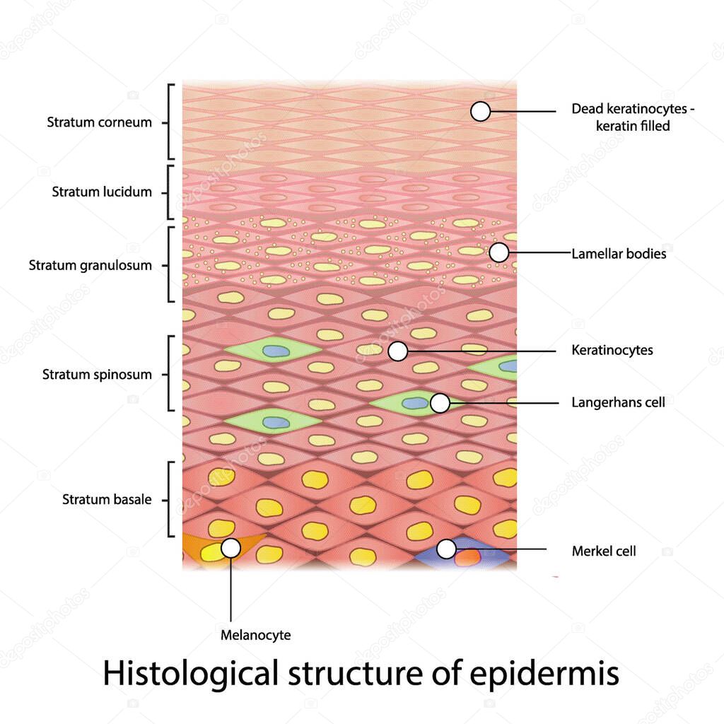 Estructura Histológica De La Epidermis Capas De Piel Ilustración Vectorial Shcemática Que
