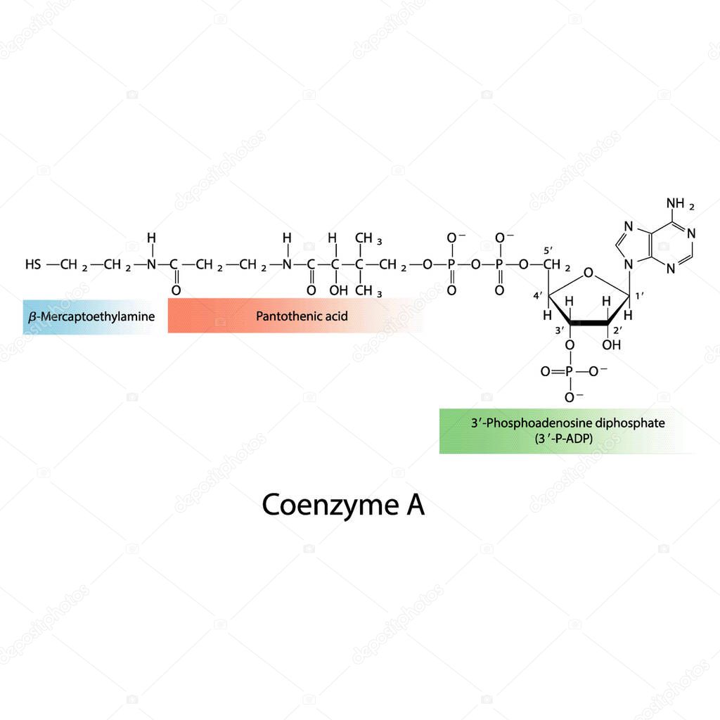 Estructura de la coenzima A mostrando -Mercaptoetilamina, ácido pantoténico y 3P-ADP ...
